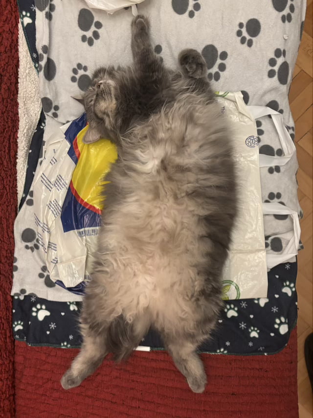 The Sunday Cat - 9GAG