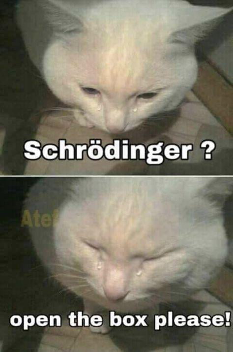 Nobody talks about the cat's POV. - 9GAG