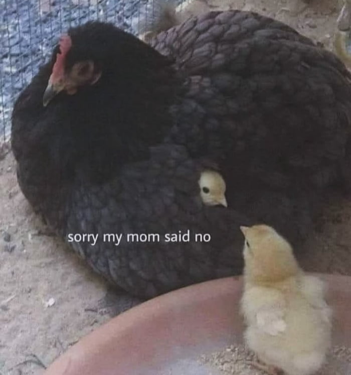 When your plans get squashed by the ultimate authority: Mom. - 9GAG