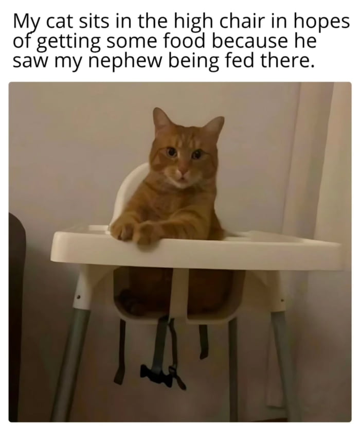 When the cat thinks it's dinner time too - 9GAG