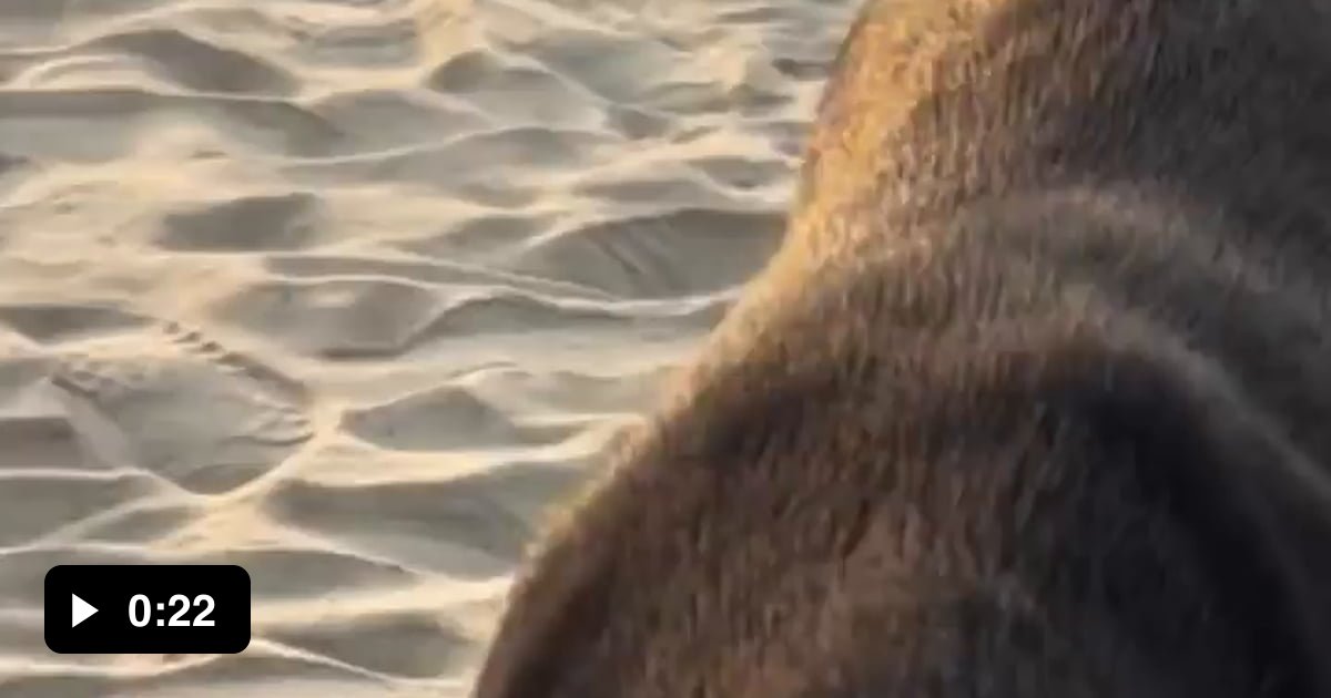 Met a friend at the beach today - 9GAG