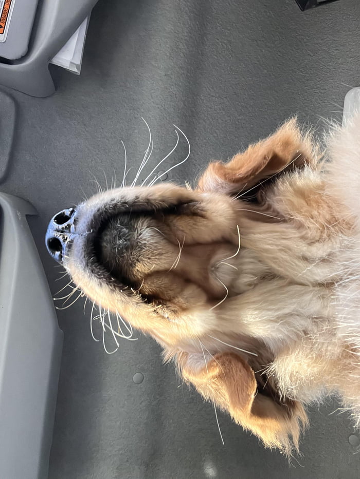 Puppy Golden retrievers squishy bits :3 - 9GAG