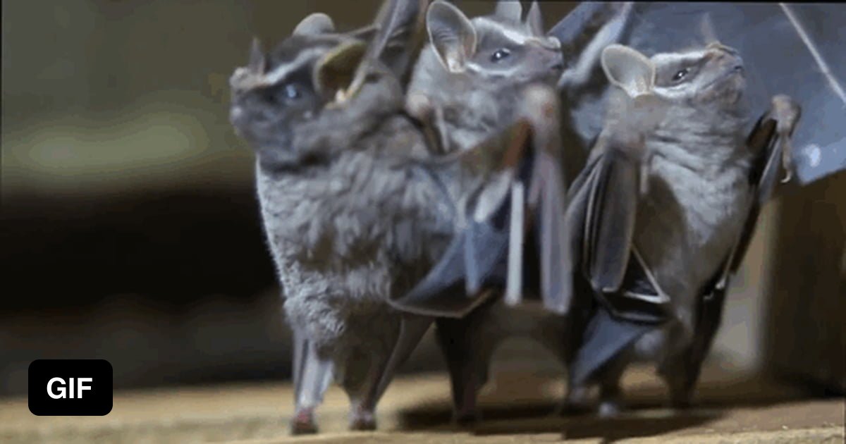 Bats flipped upside up look like they’re dancing - 9GAG