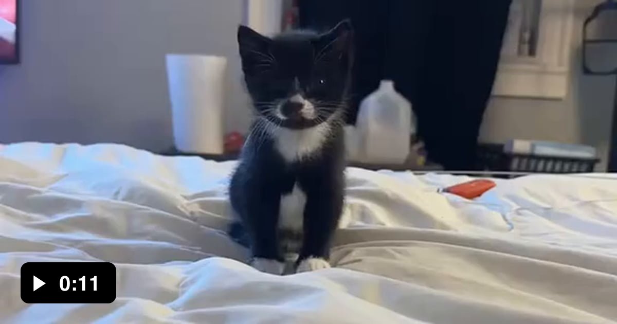 Kitty, nod your head if you need help - 9GAG