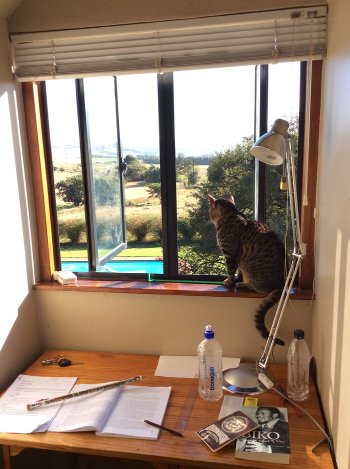 This was my cat Bushcat, named as such because I found him in the bush ...