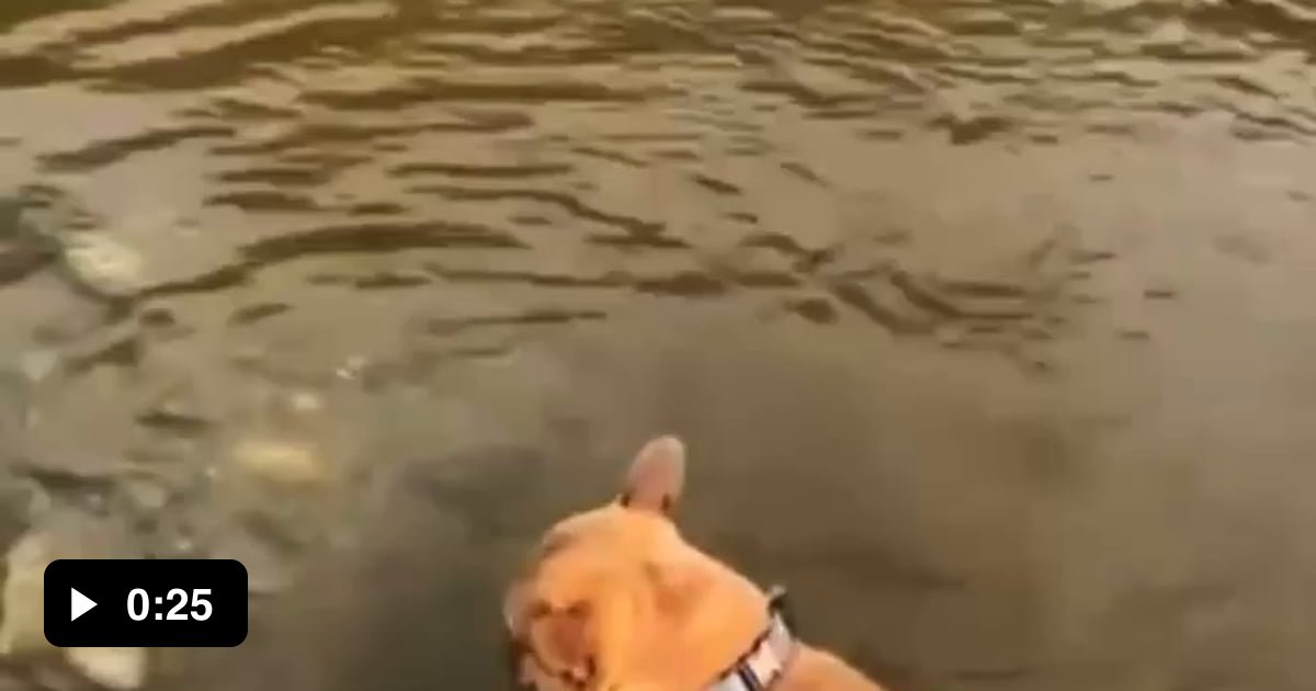 Sounds like YODA getting waterboarded - 9GAG