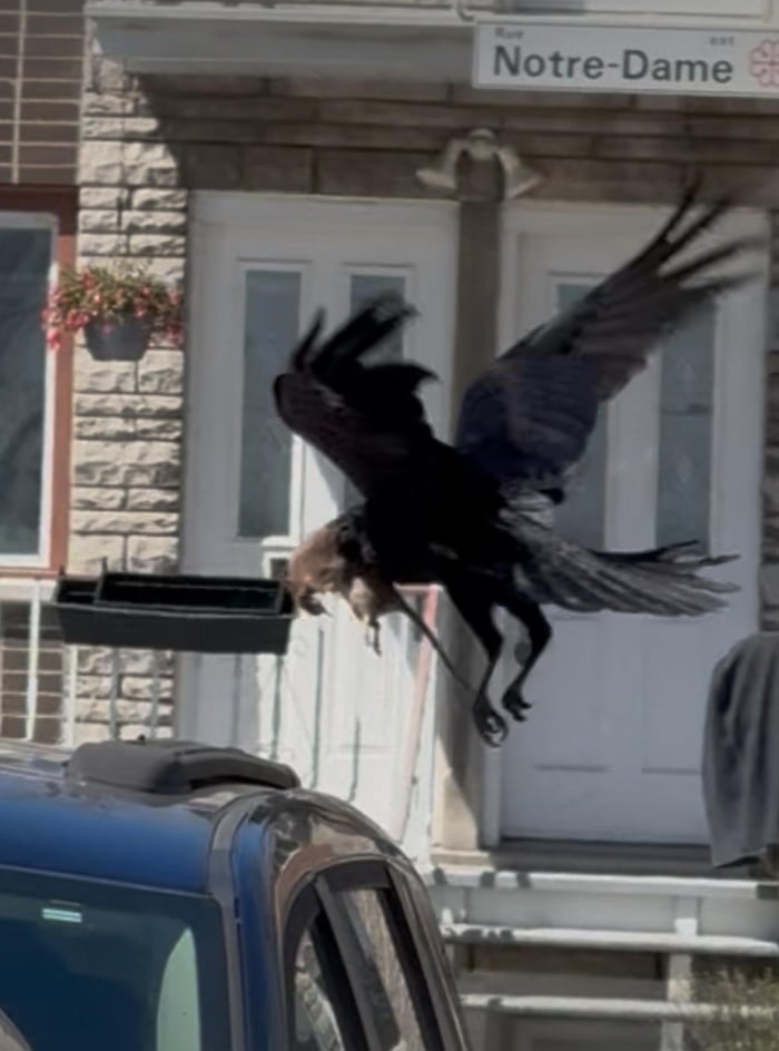 Giant crow grabbed a giant Rat - 9GAG