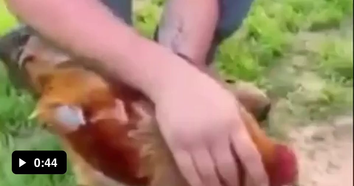 How to hypnotise a chicken - 9GAG