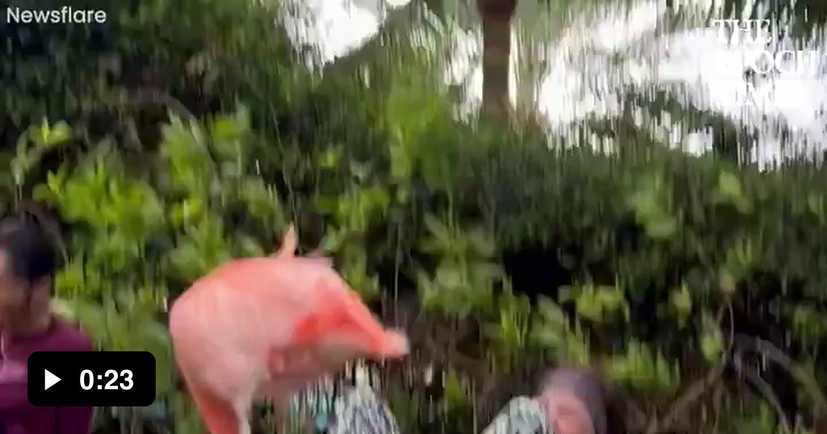 Flamingo 🦩 joins the woman’s yoga routine.. - 9GAG