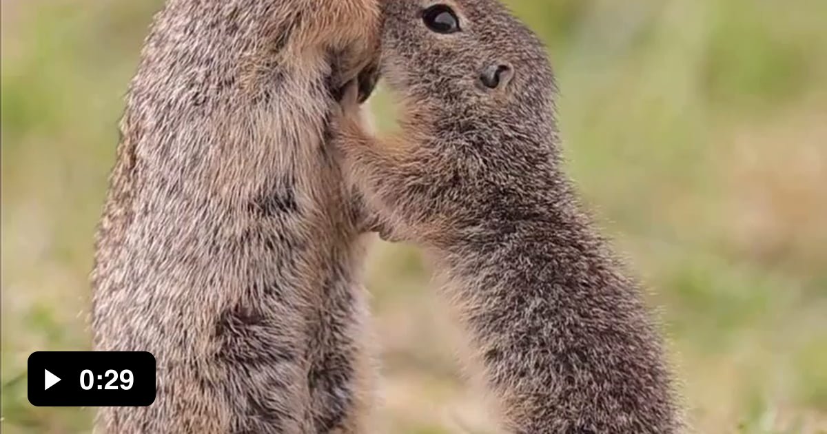 Baby ground squirrels - 9GAG