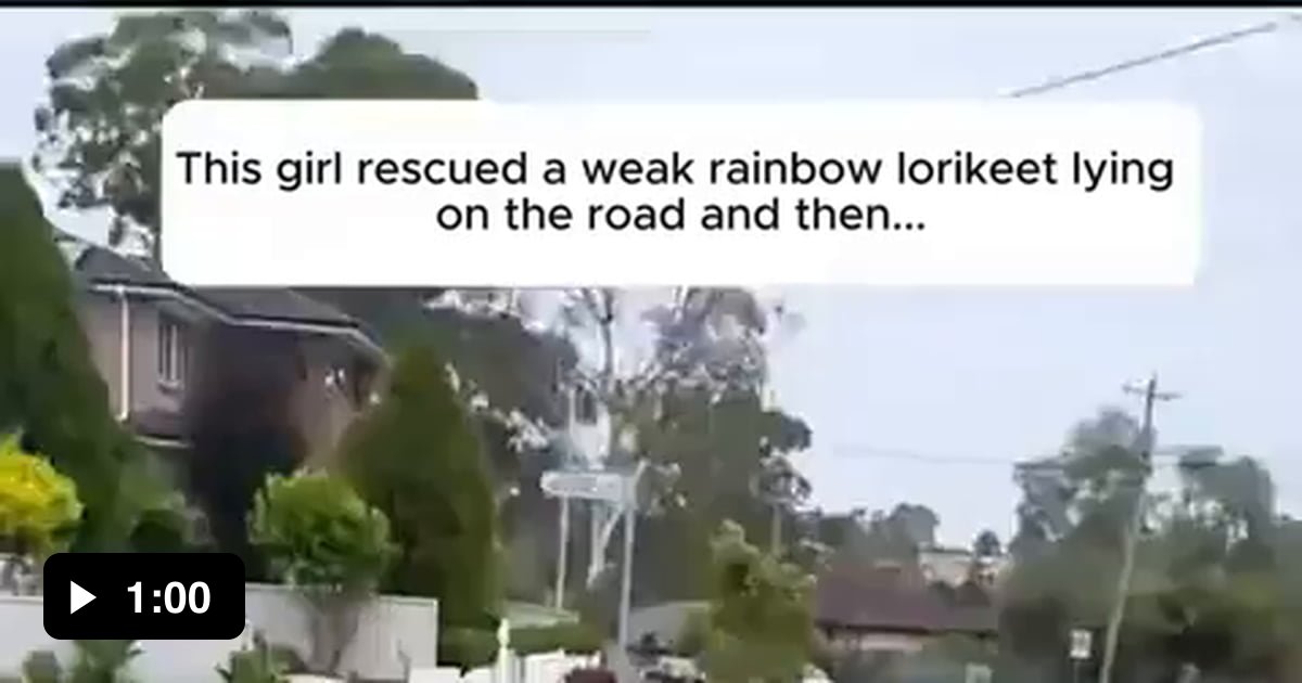 A little lorikeet found weak on the road gets a second chance at life. - 9GAG