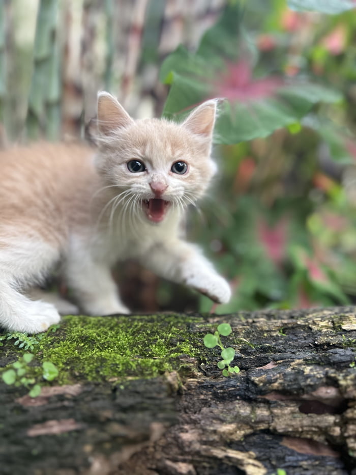 Fierce fluffball - 9GAG