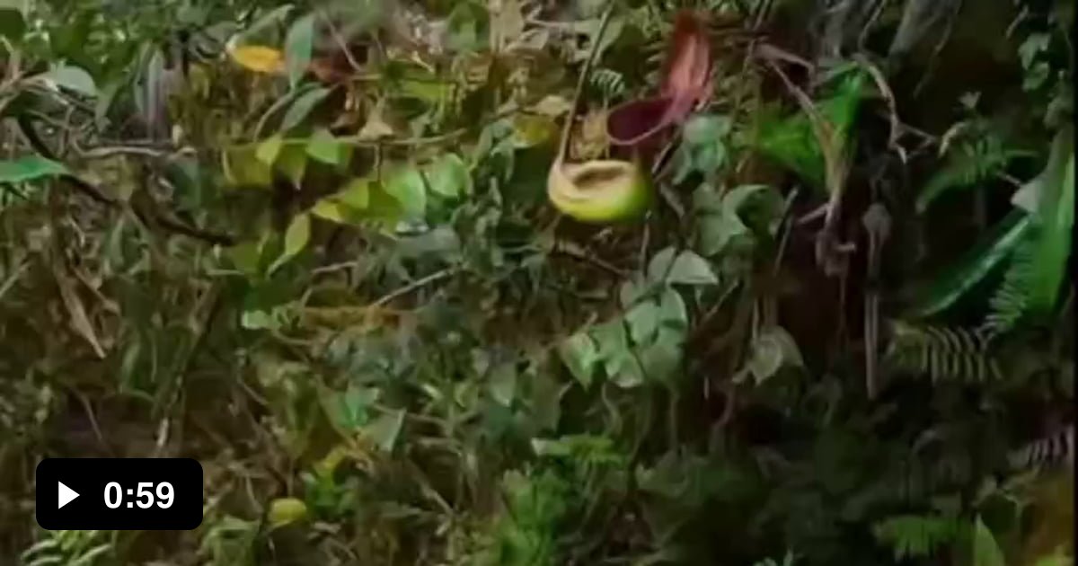 The Tree-shrew (𝘛𝘶𝘱𝘢𝘪𝘢 𝘣𝘦𝘭𝘢𝘯𝘨𝘦𝘳𝘪) has its own toilet, which is the ...