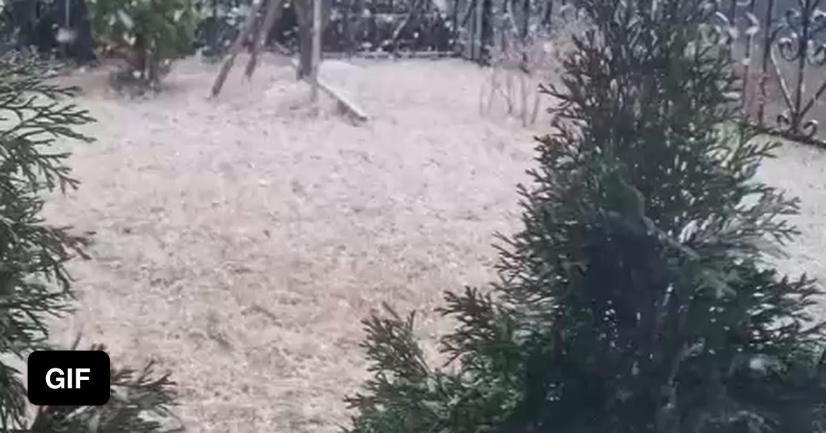 It's snowing no in korea 30th March 2025 - 9GAG