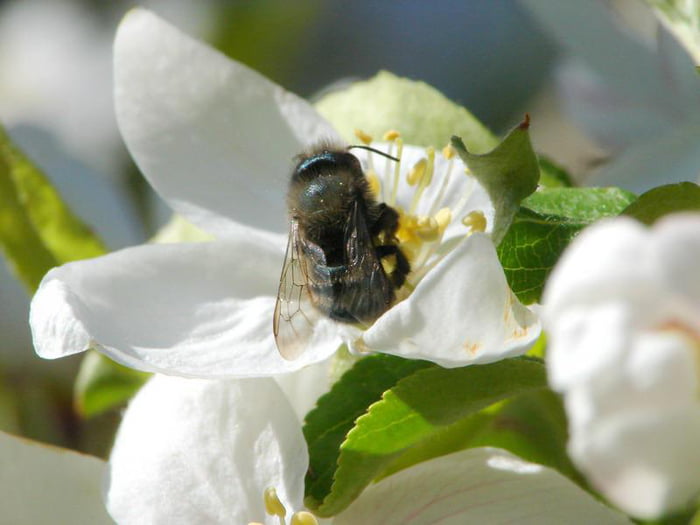 Did you know there were “BLUE” bees! - 9GAG