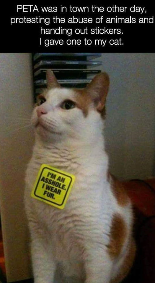 El Gato alias cat - 9GAG