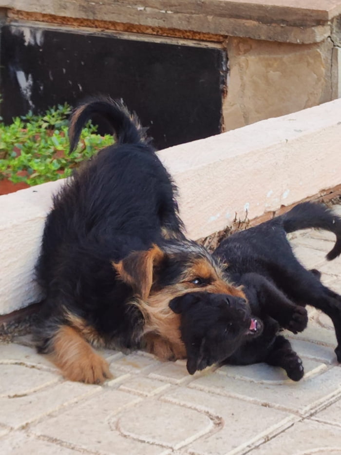 Kitten endures vicious puppy assault - 9GAG