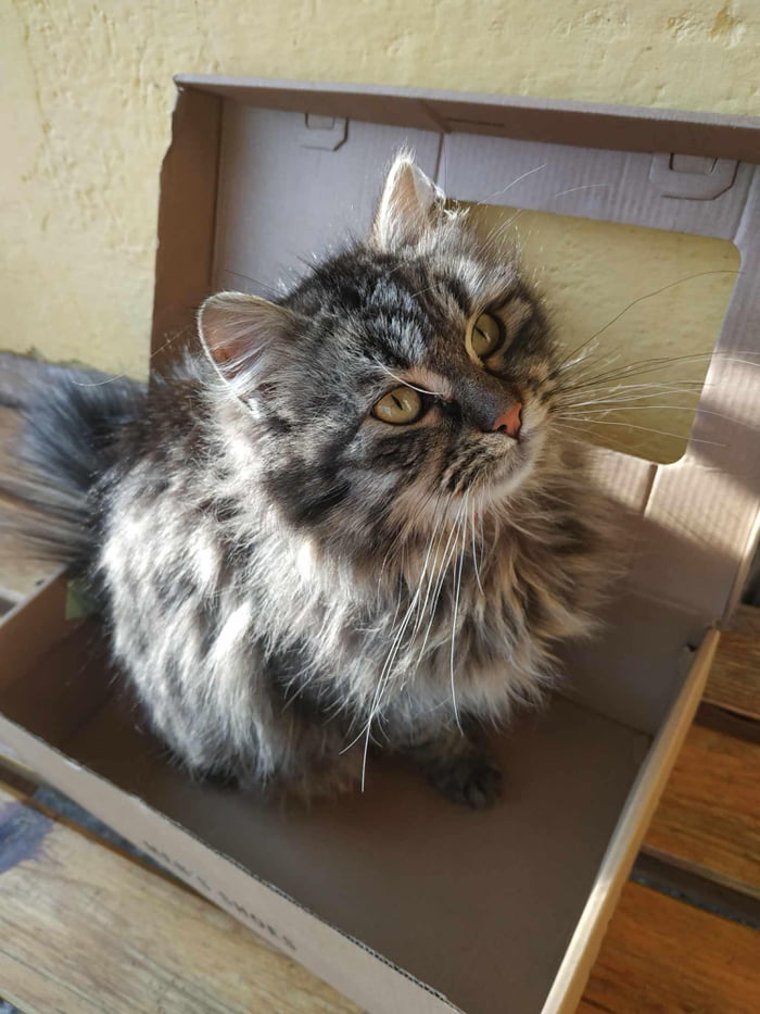 Mochi loves her box - 9GAG