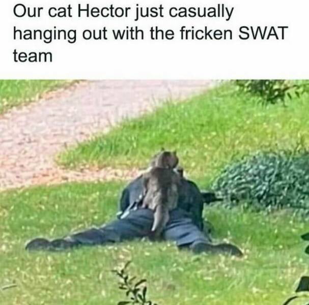 SWAT cat - 9GAG