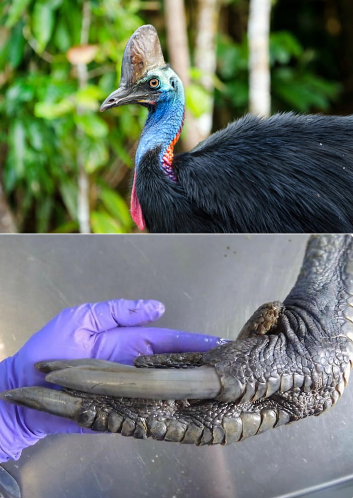 Of a bird's talons - 9GAG