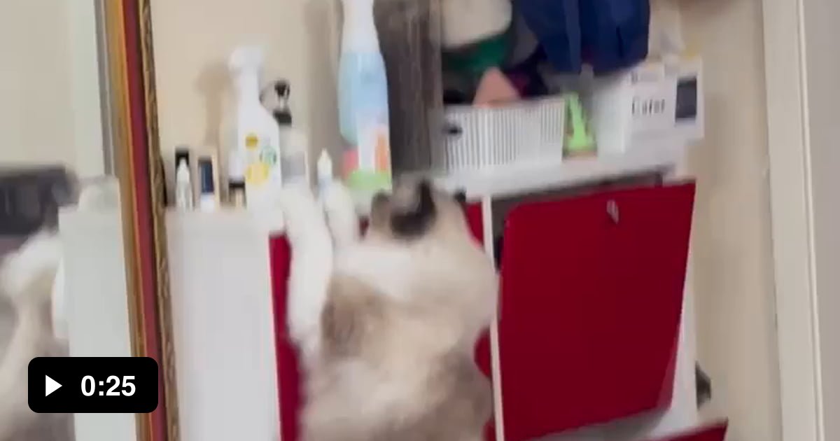 Fluffy little princess - 9GAG