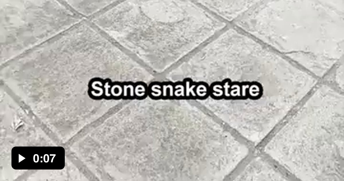 Stone snake stare - 9GAG