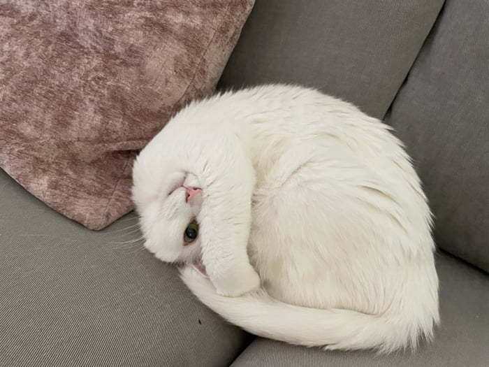 I think cats have a liquid spine. (My cat Micio) - 9GAG