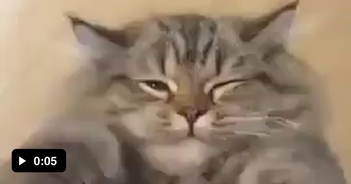 Aww So fluffy - 9GAG