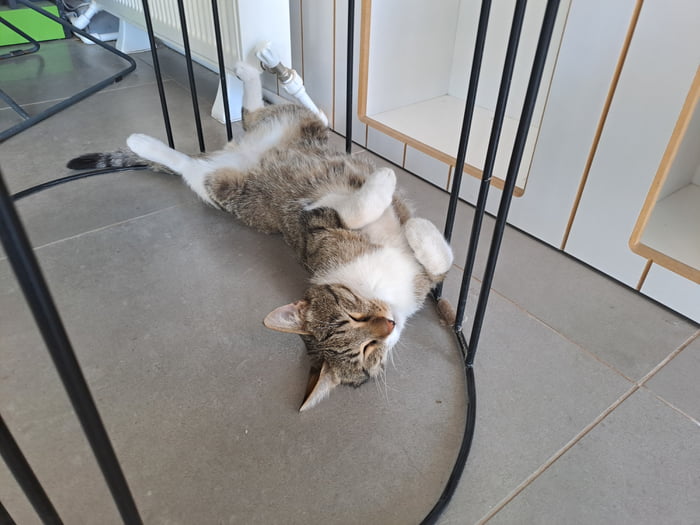 My vet's cat. He melted under the stand because of the hot weather. - 9GAG