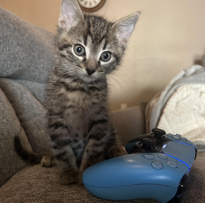 Muffin next to a controller - 9GAG