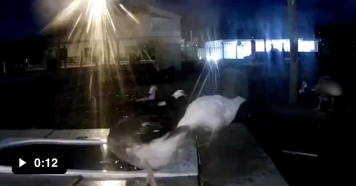 A group of ducks witnessed the meteor that fell in Portugal - 9GAG