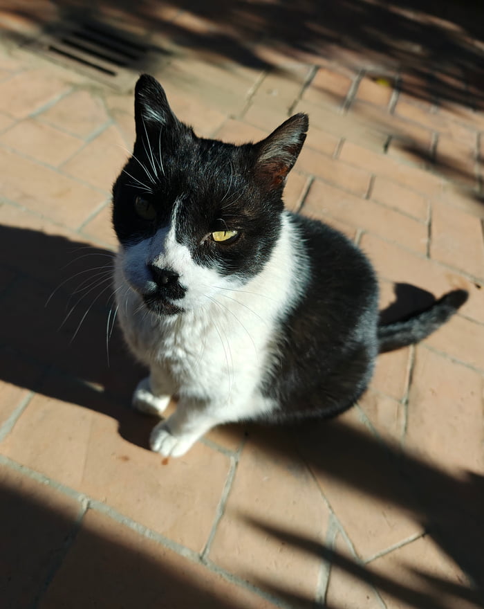 Catto. Again. - 9GAG