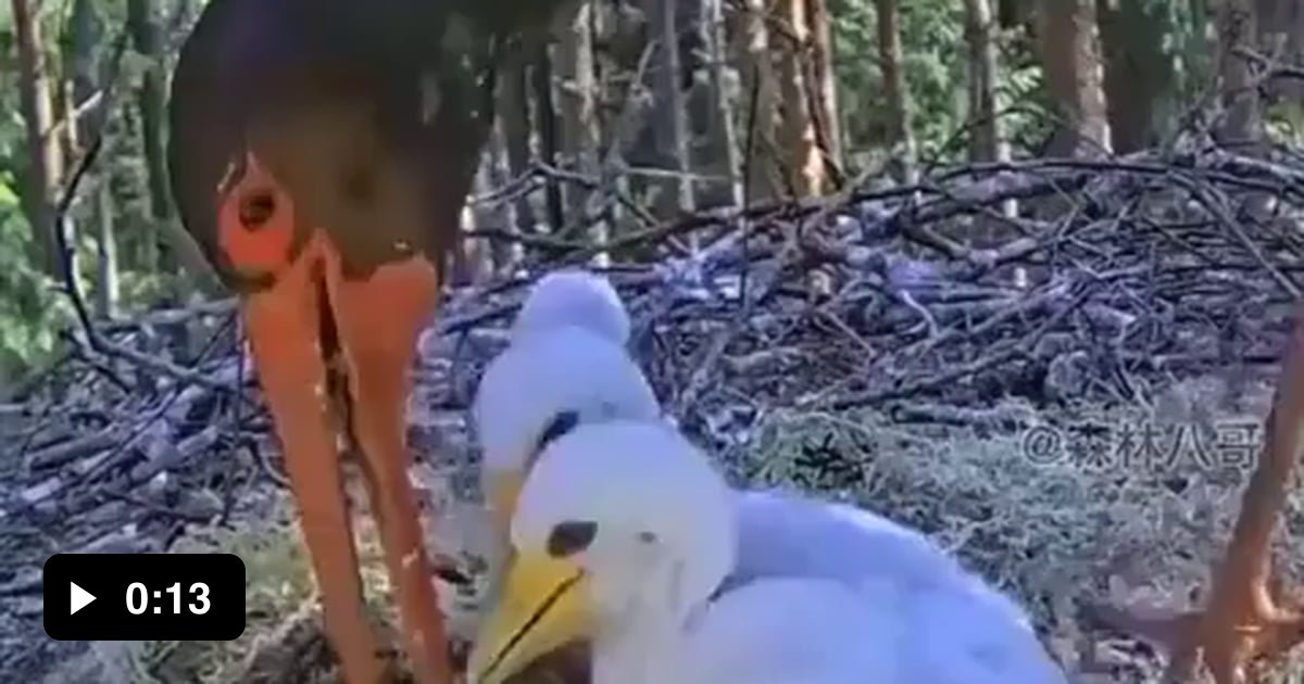 This bird delivered a fantastic fish to its chicks 🐦🐟 - 9GAG
