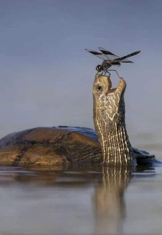 A delighted turtle - 9GAG