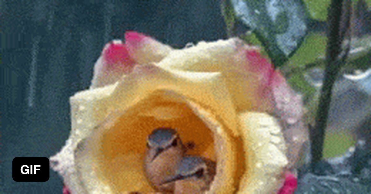 Tiny birds in the rain. - 9GAG