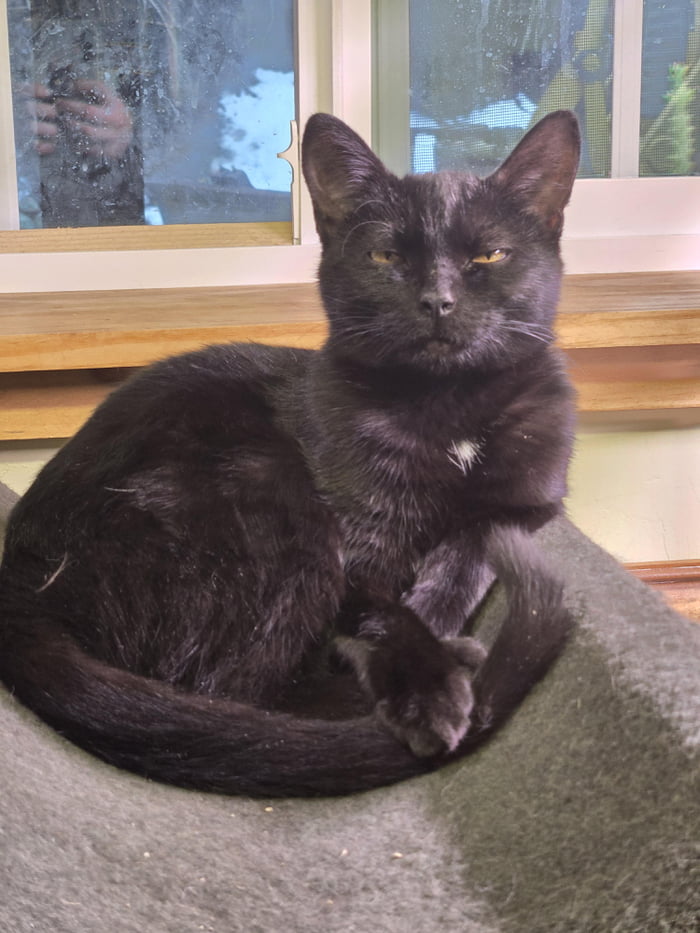 5.3 lbs of utter contempt. - 9GAG