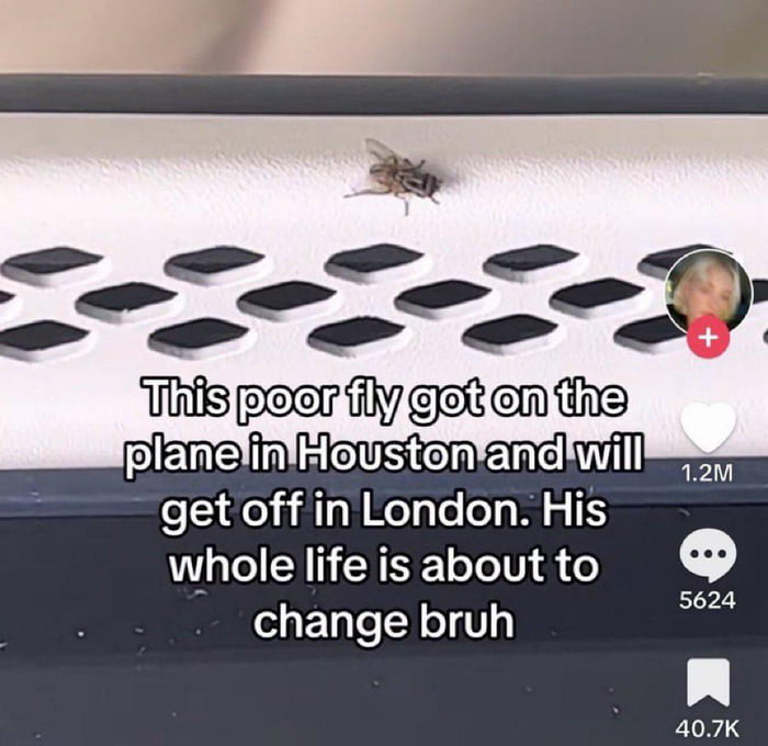 The fly flying - 9GAG