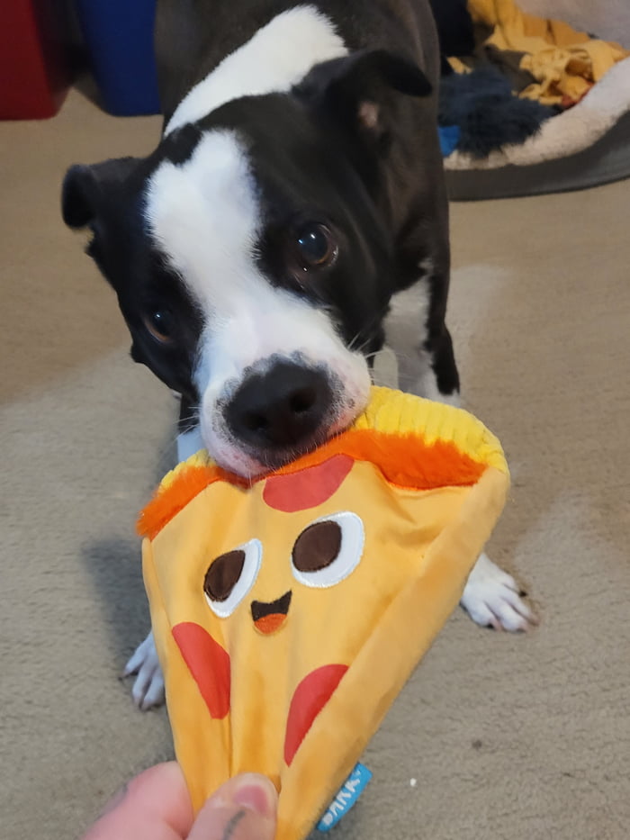 Wanna help make this pupper a king? - 9GAG