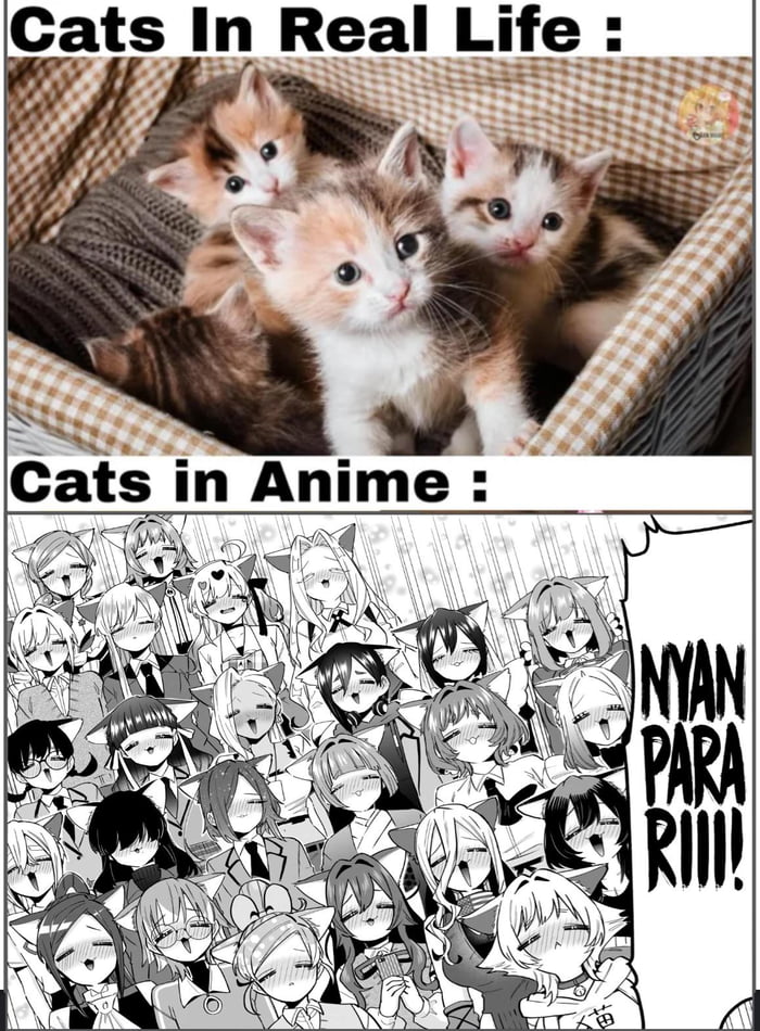 This is why they’re superior - 9GAG