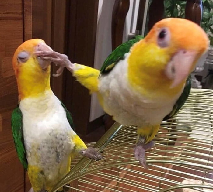 Karrot (Karate-Parrot) clawer of beaks - 9GAG