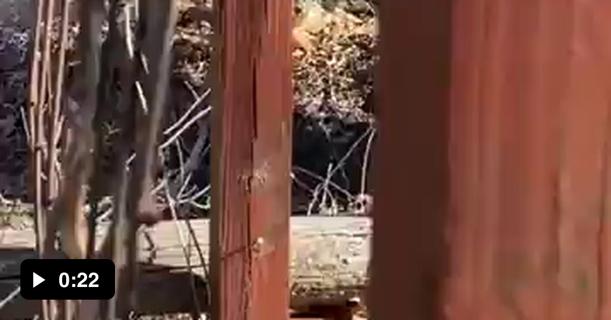 Silly little dog😂 - 9GAG