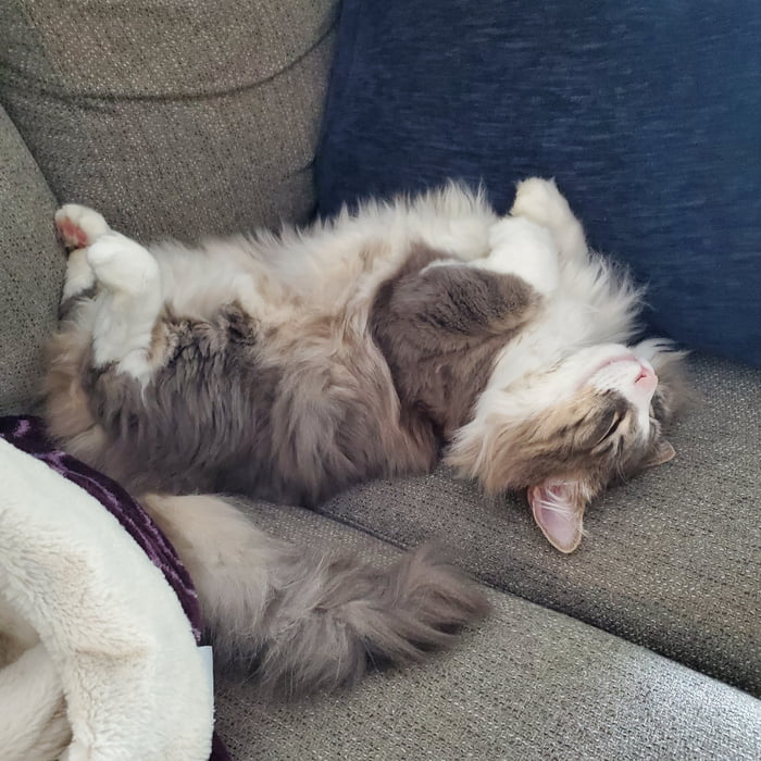 Just a normal cat - 9GAG