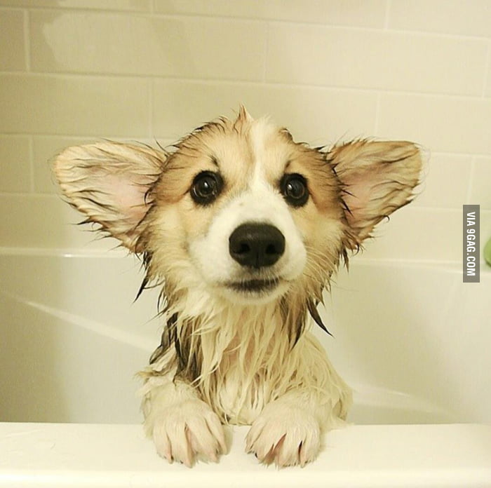 Bathtime - 9GAG