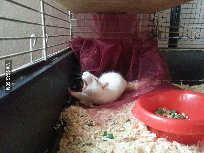 Yawning rats are sooo cute :) - 9GAG