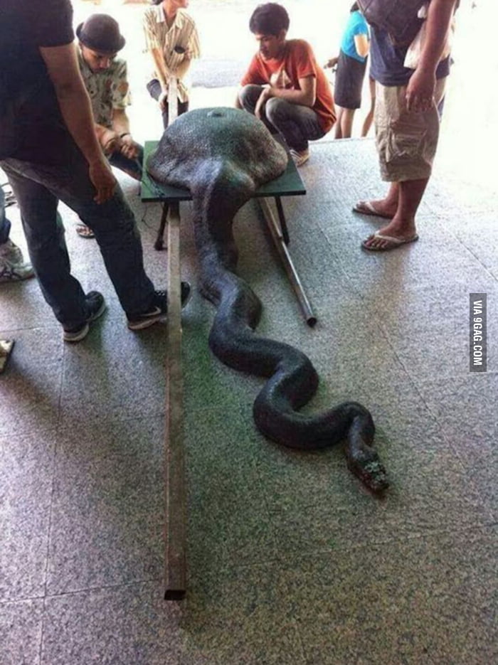 Meanwhile in the Philippines. It's not a Turtle with long neck guys. It ...
