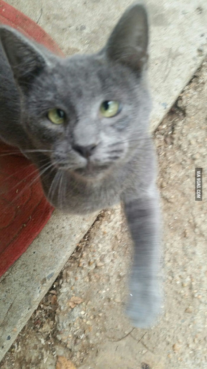 Meet my new cat! - 9GAG