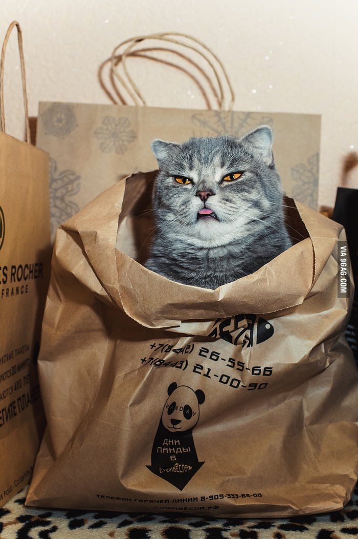 This cat is the queen of packages - 9GAG