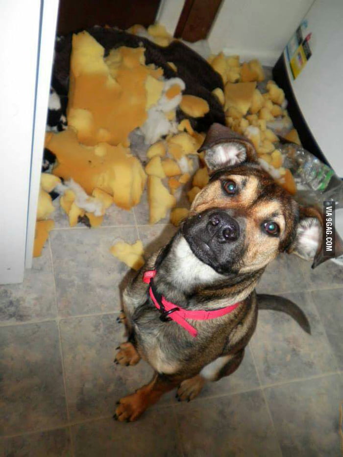 He thought that this would get him a new bed. He wasn't wrong. - 9GAG