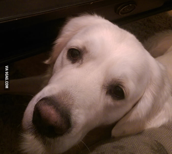 My best friend Sam, he wants what I'm eating. - 9GAG