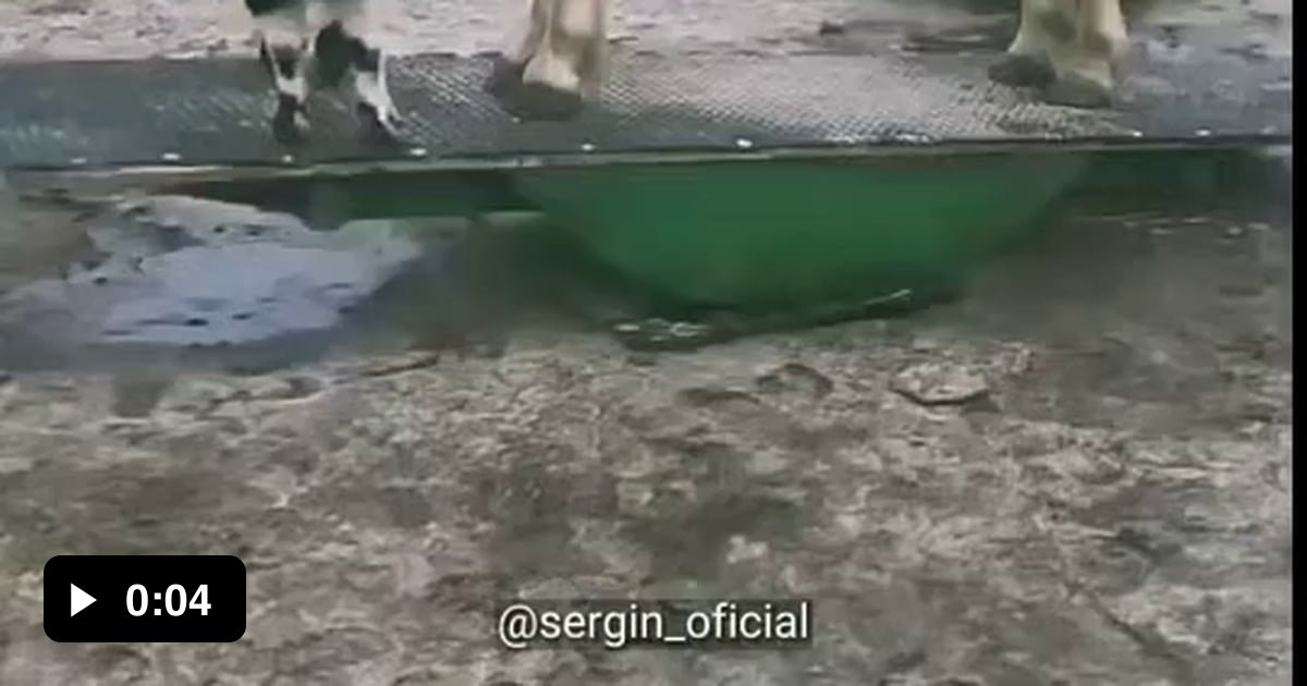 Horse is rocking a goat - 9GAG